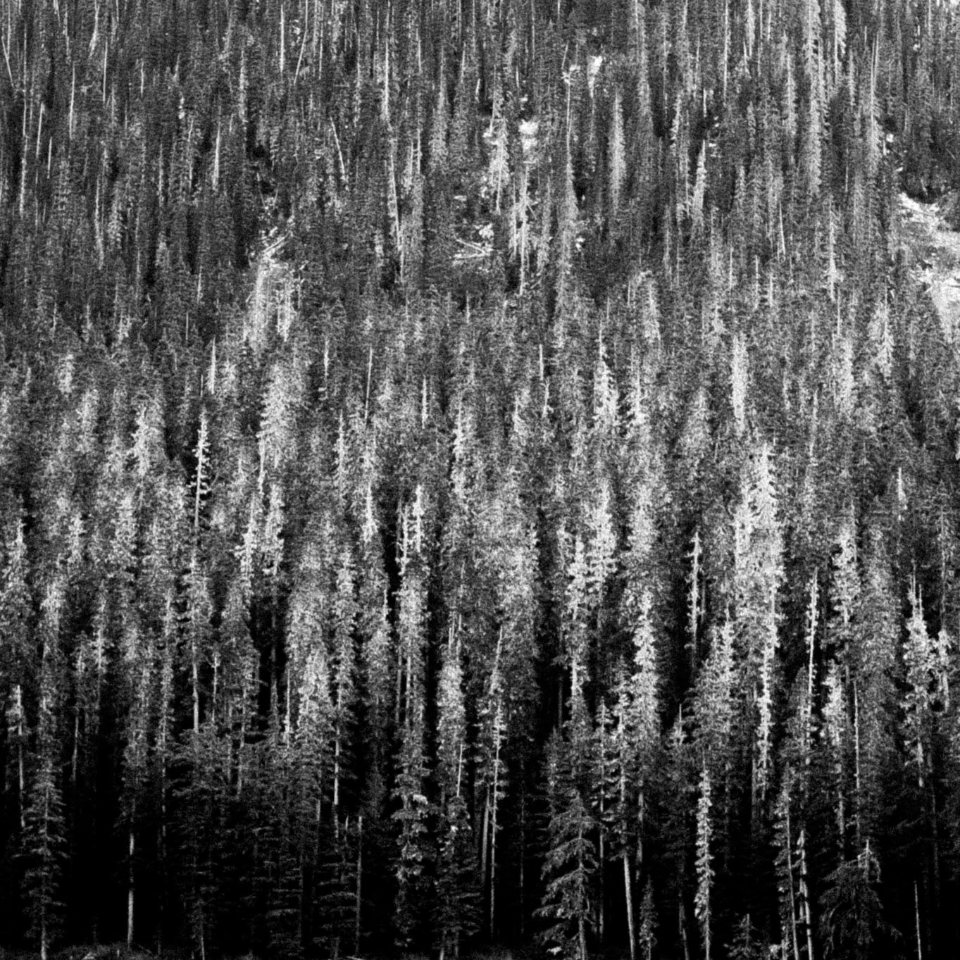 Nick Pegg – Word and Imagery Artist from Canada.